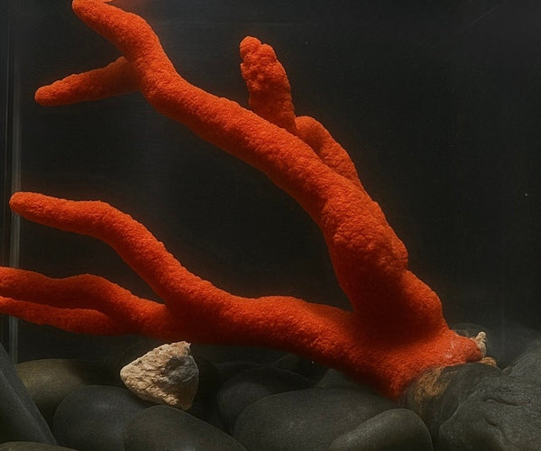red tree sponge care